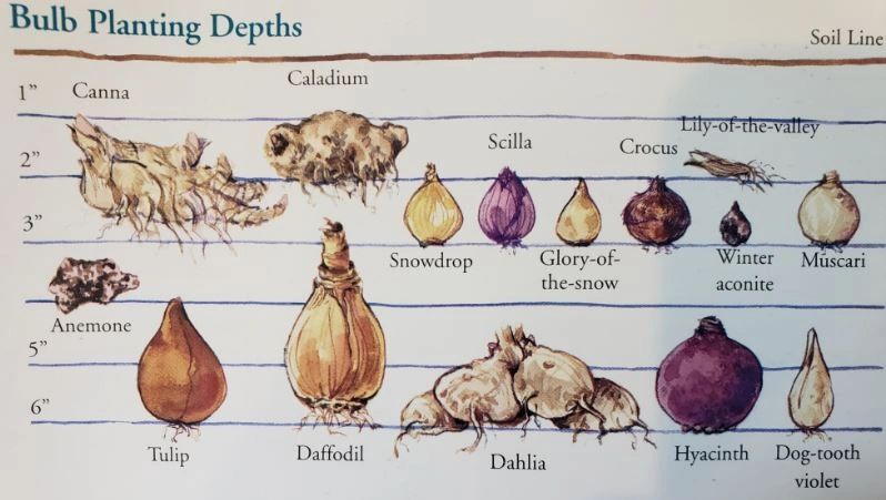 Bulb Planting Depth And More On Forcing Bulbs